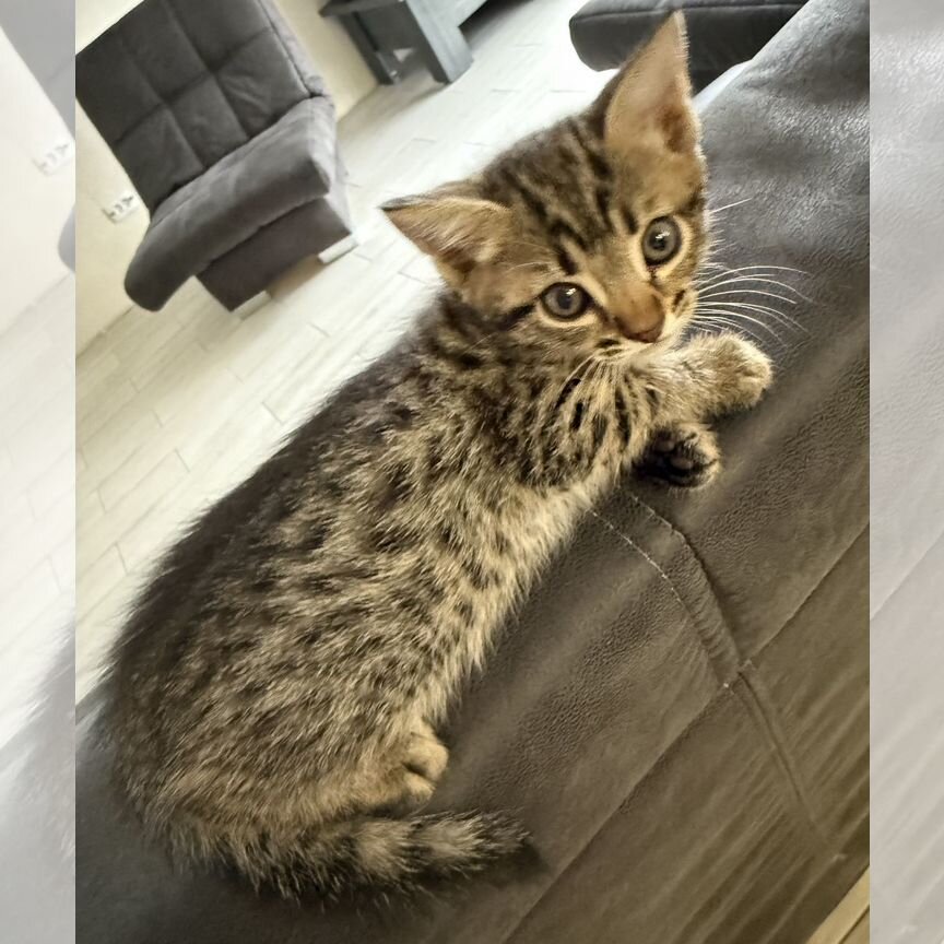Котик