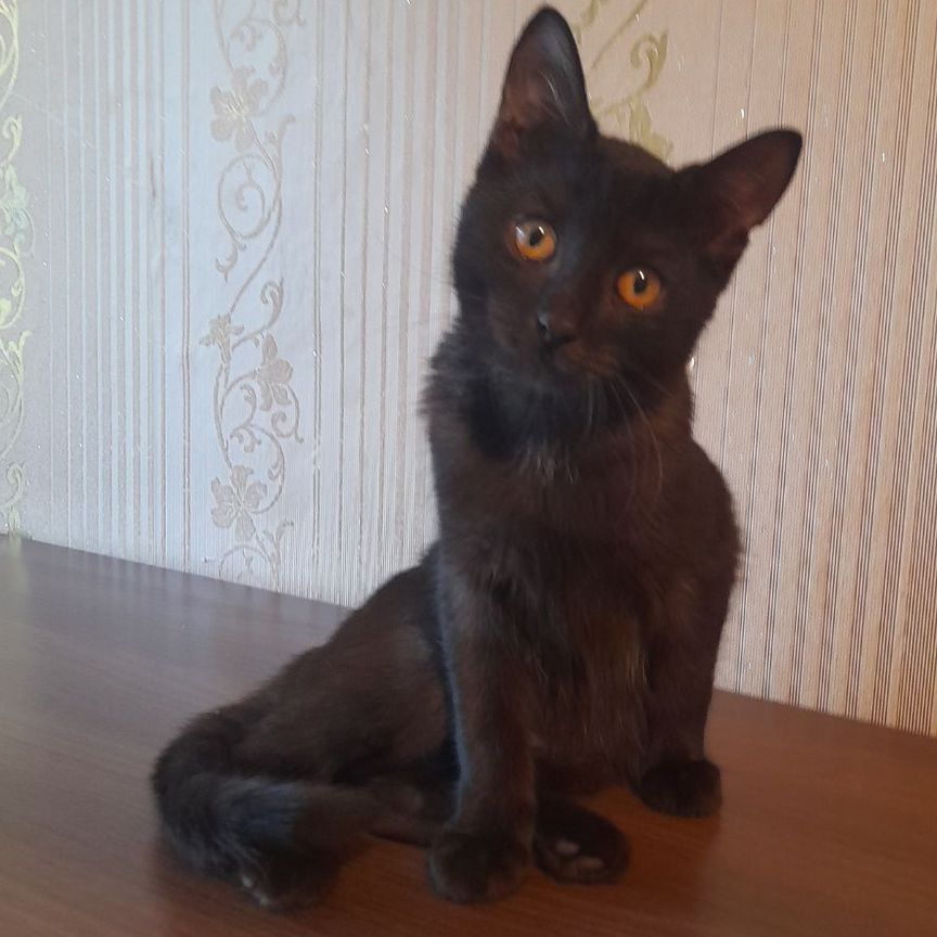 В добрые руки