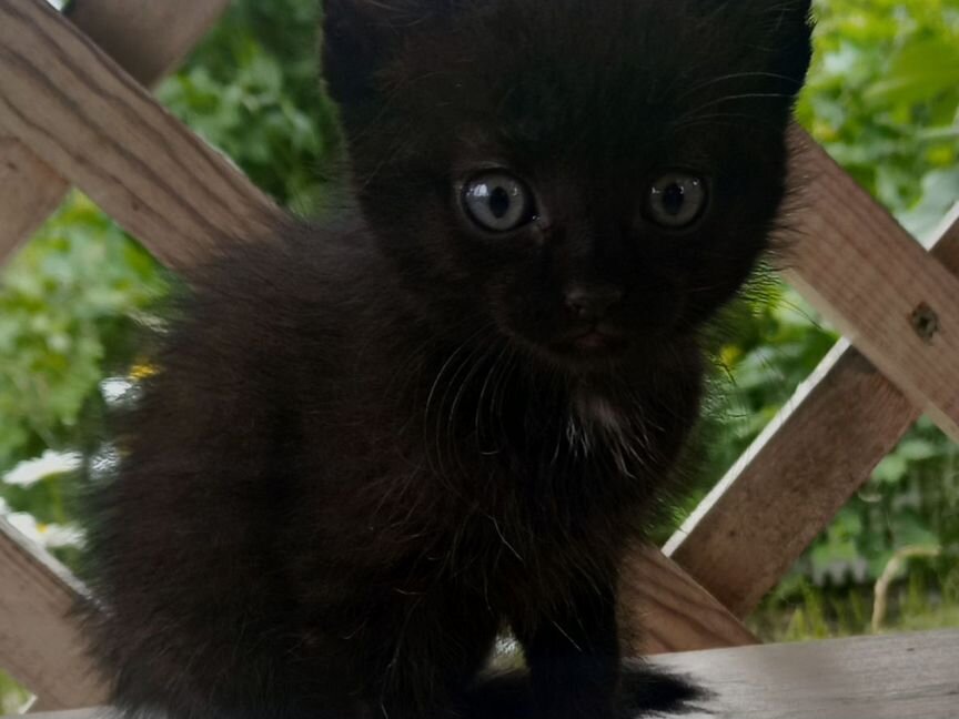 Котенок