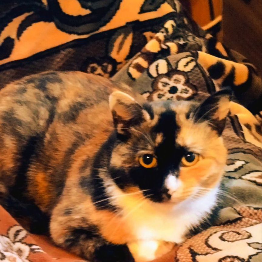 Молоденькая кошечка