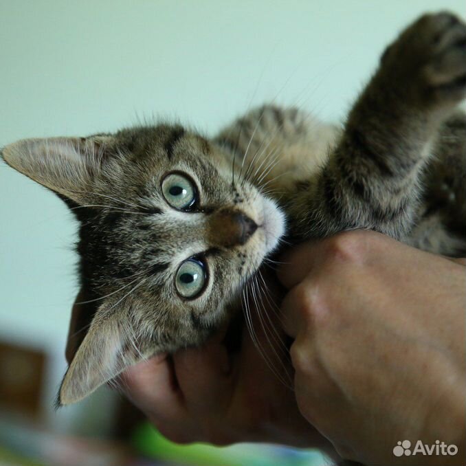 Малыш Шпротик в поисках семьи