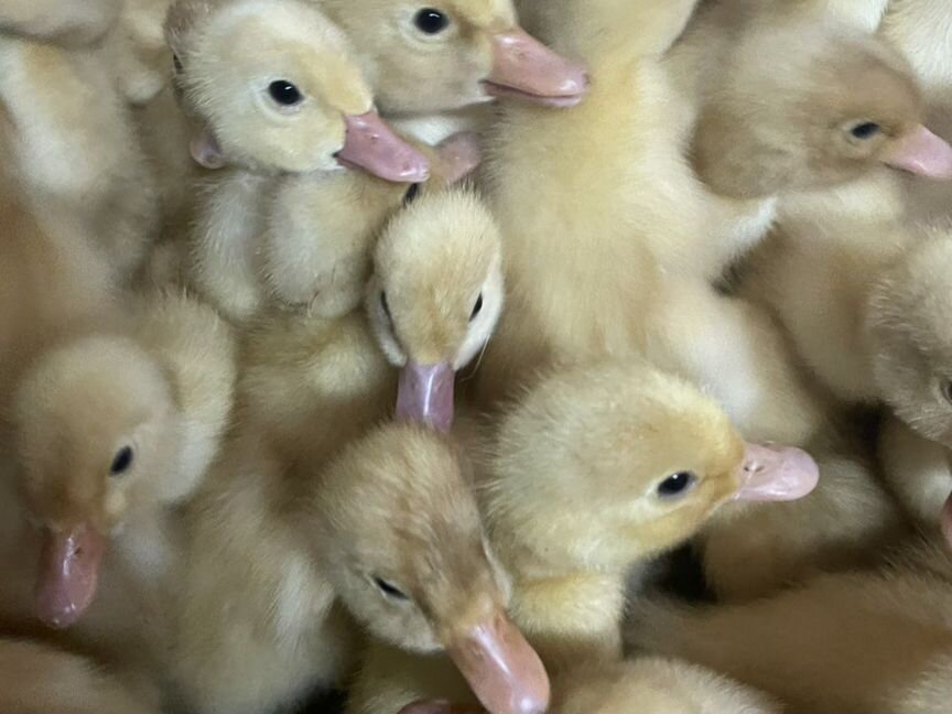 Утка st-5 бройлерная