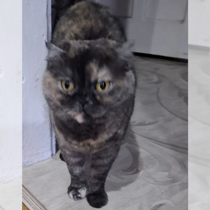 Взрослая, кошка в добрые руки