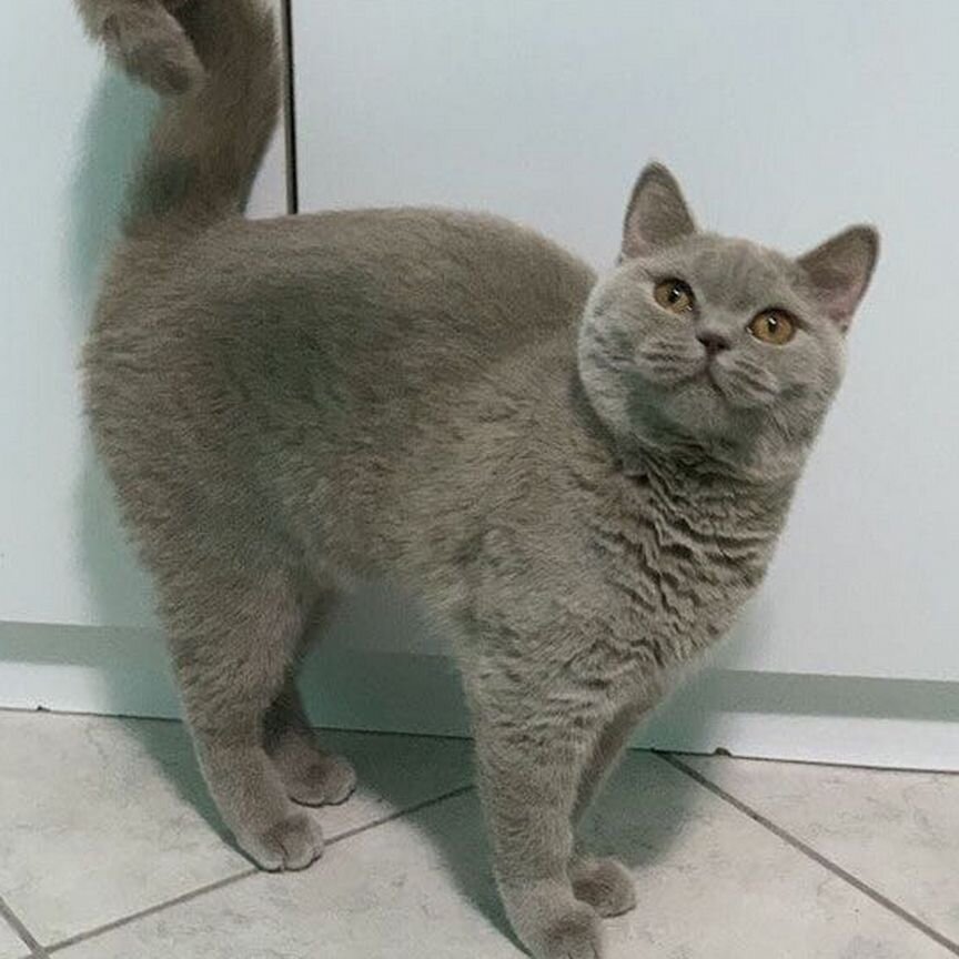 Шотландская кошечка
