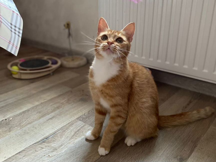 Рыжая кошка девочка