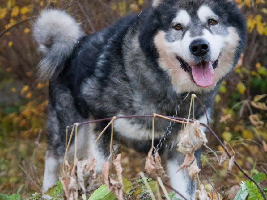 Аляскинский маламут в добрые руки