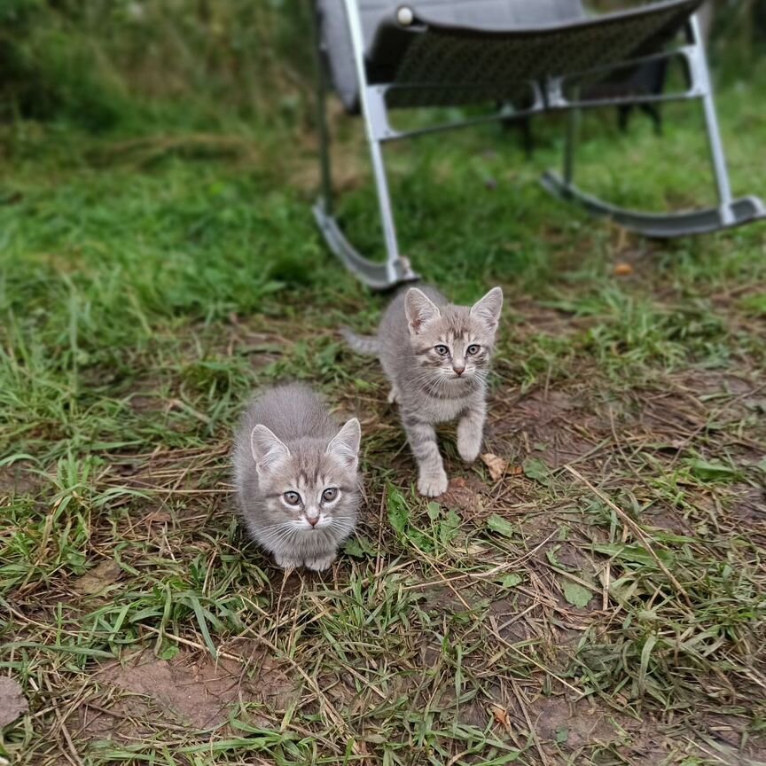 Котята - не пожалеете