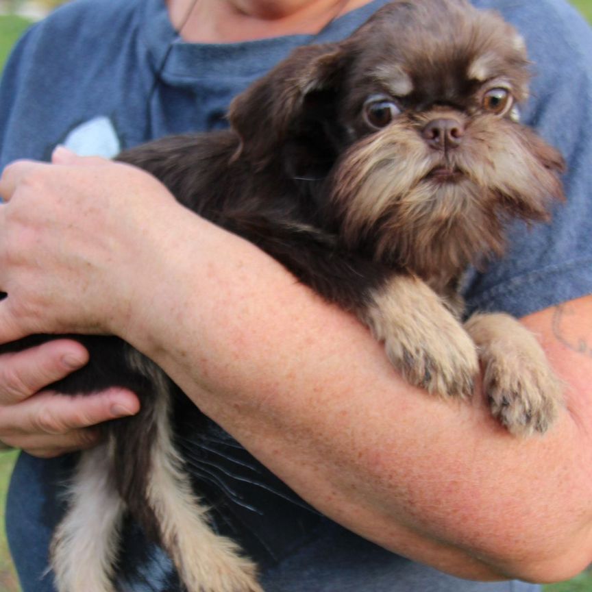 Шоколадная крошка гриффона