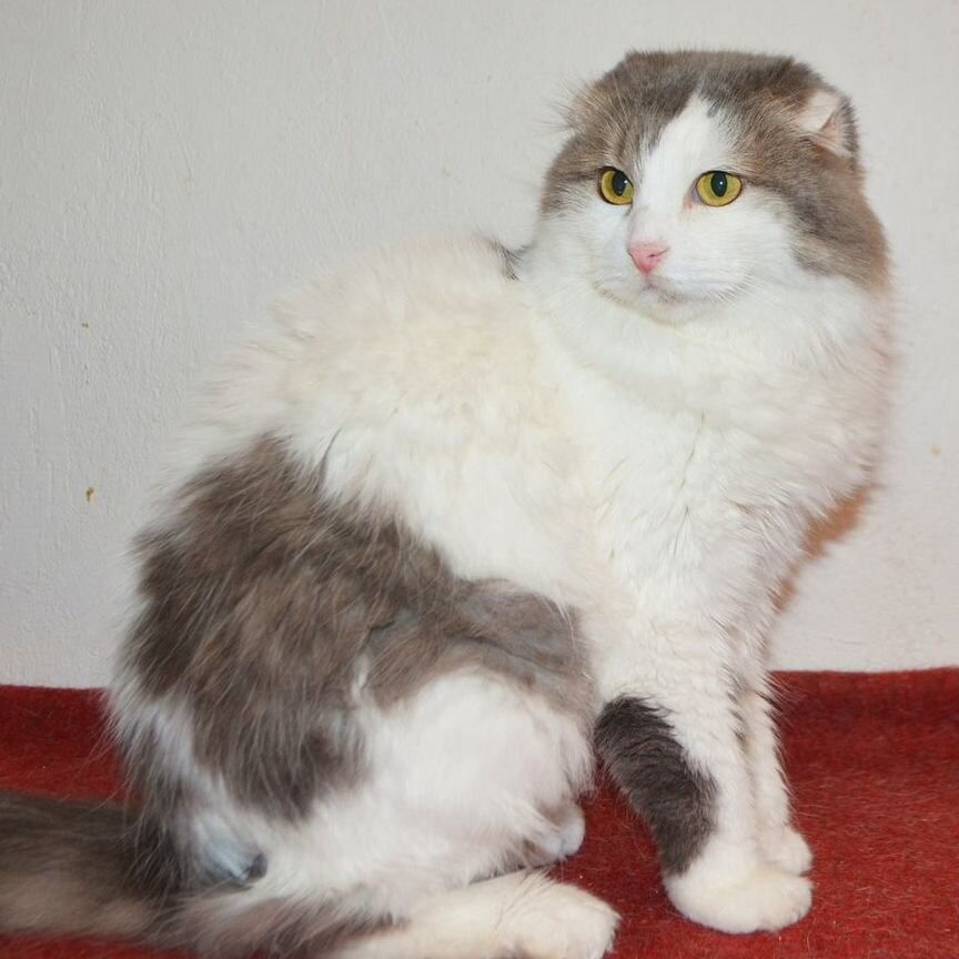 Шотландская вислоухая длинношёрстная, взрослая кошка