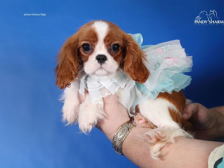 Кавалер кинг чарльз спаниель мини