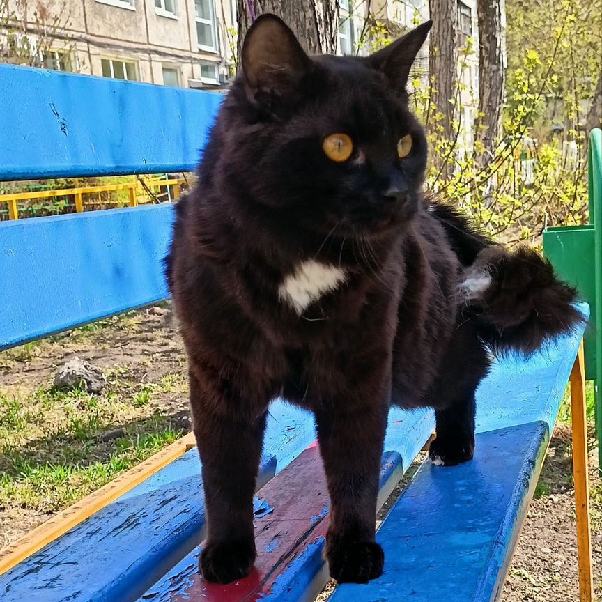 Взрослый кот в добрые руки