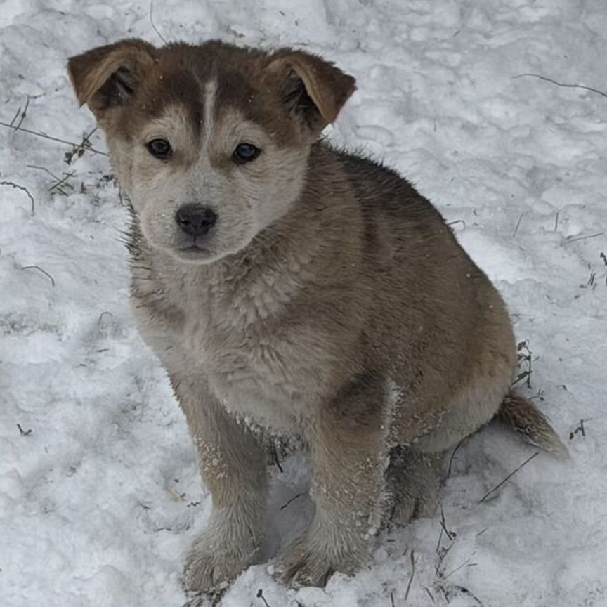 Щенок в добрые руки