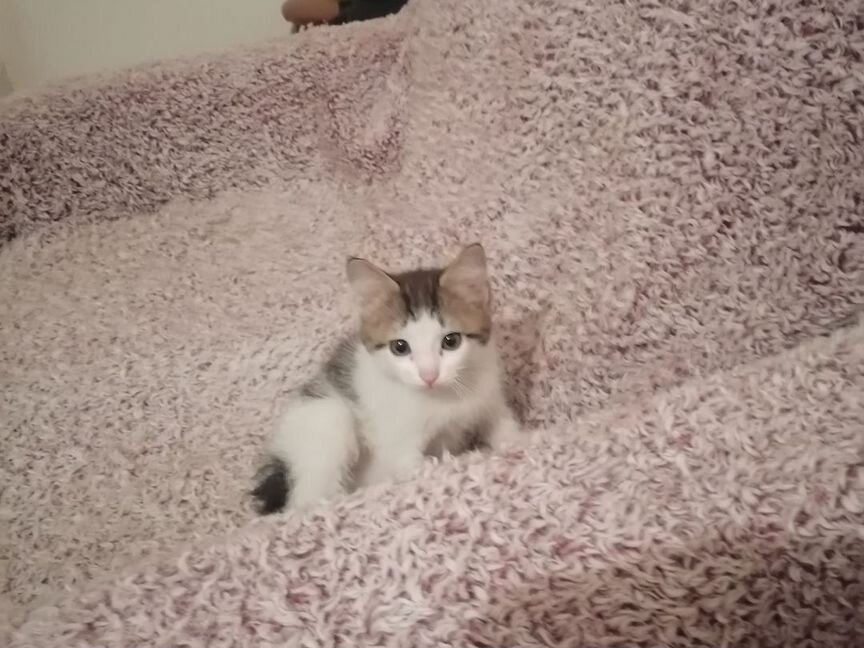 Отдам котика двух месяцев в добрые руки,приучен