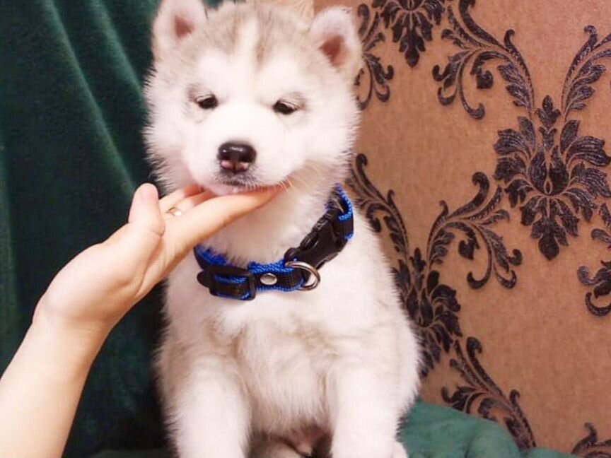 Щенки сибирской хаски