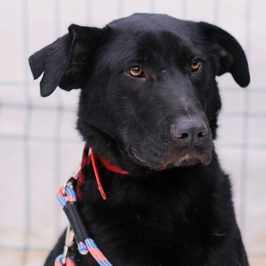 Нежный пёс Пуфик в дар