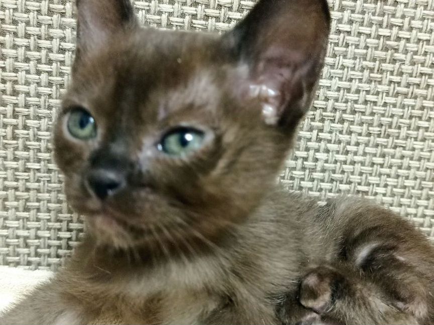 Бурманские котята