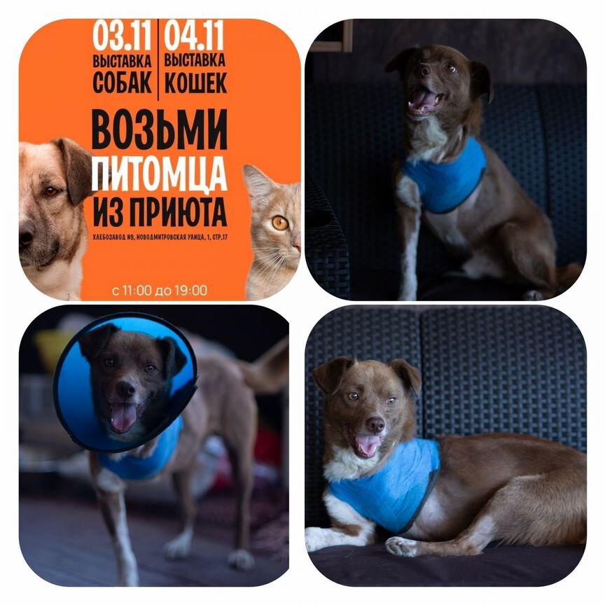 Трехлапик Кузя ищет семью