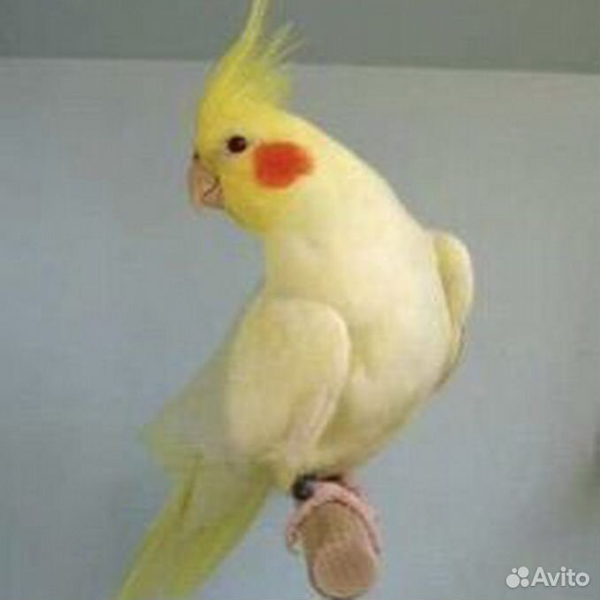 Попугай коррела мальчик
