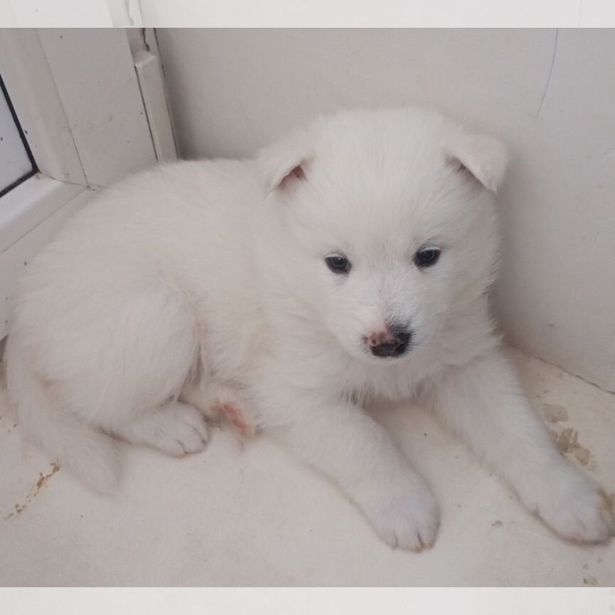 Самоедская лайка щенки