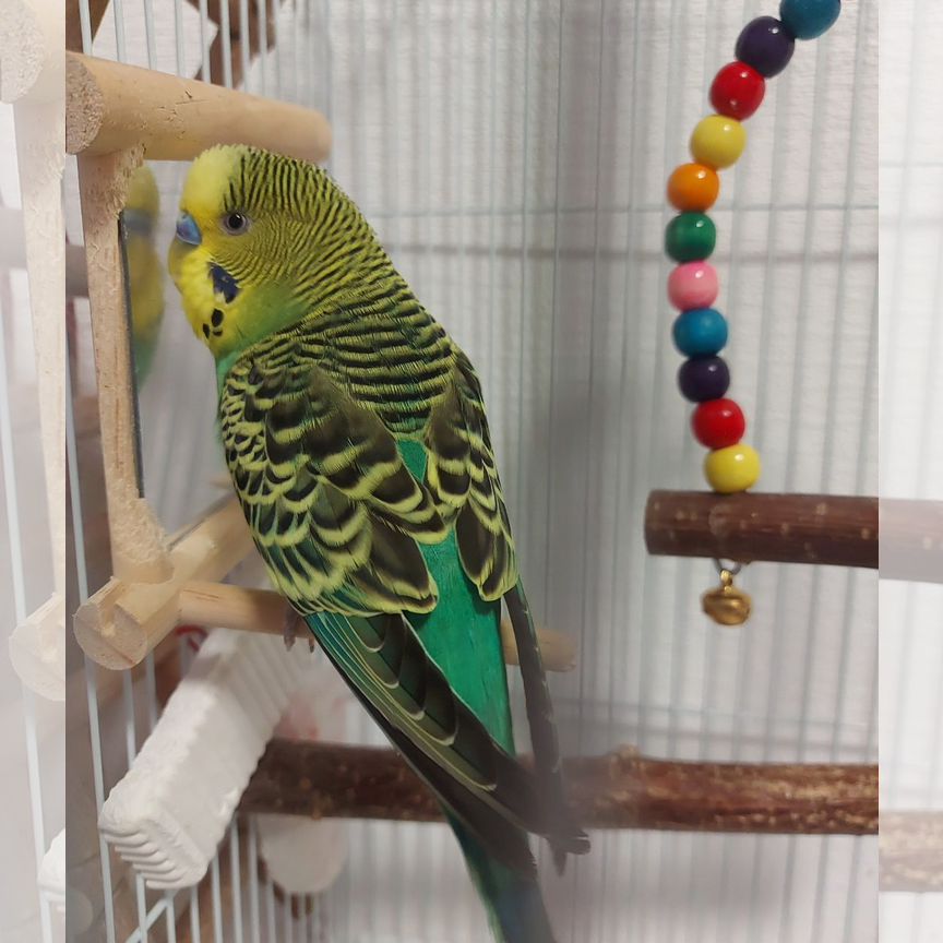 Волнистый попугай с клеткой