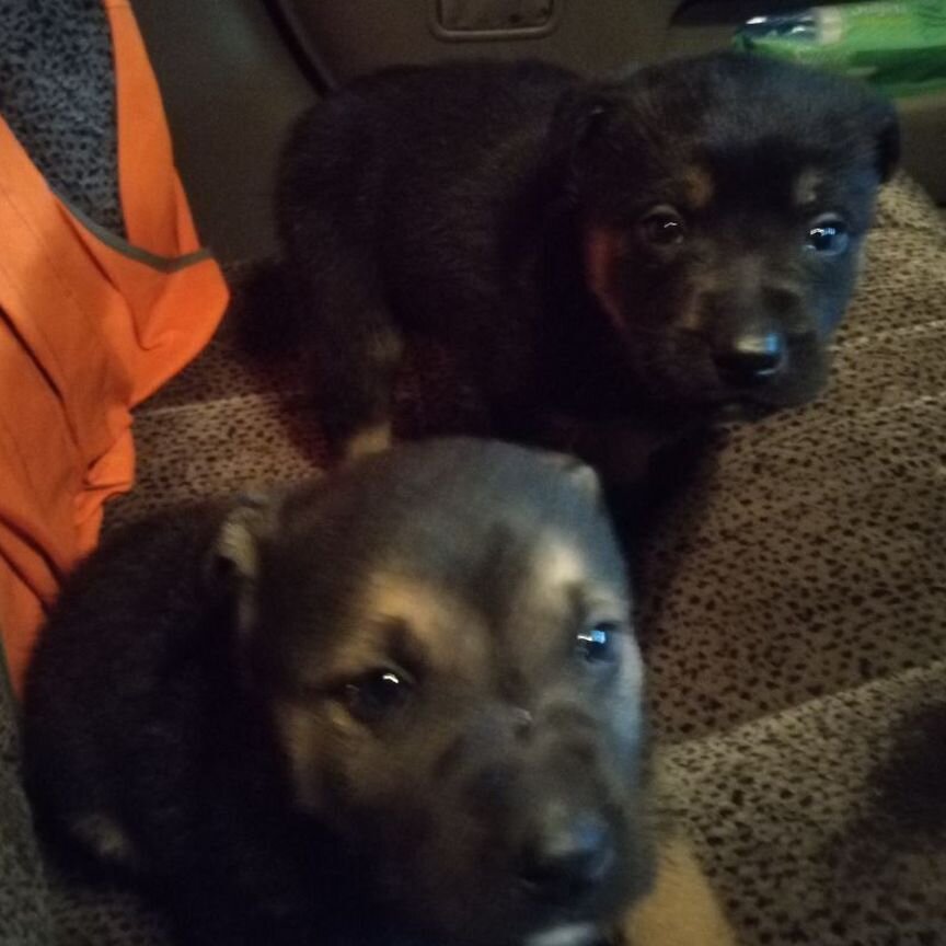 Щенок в добрые руки