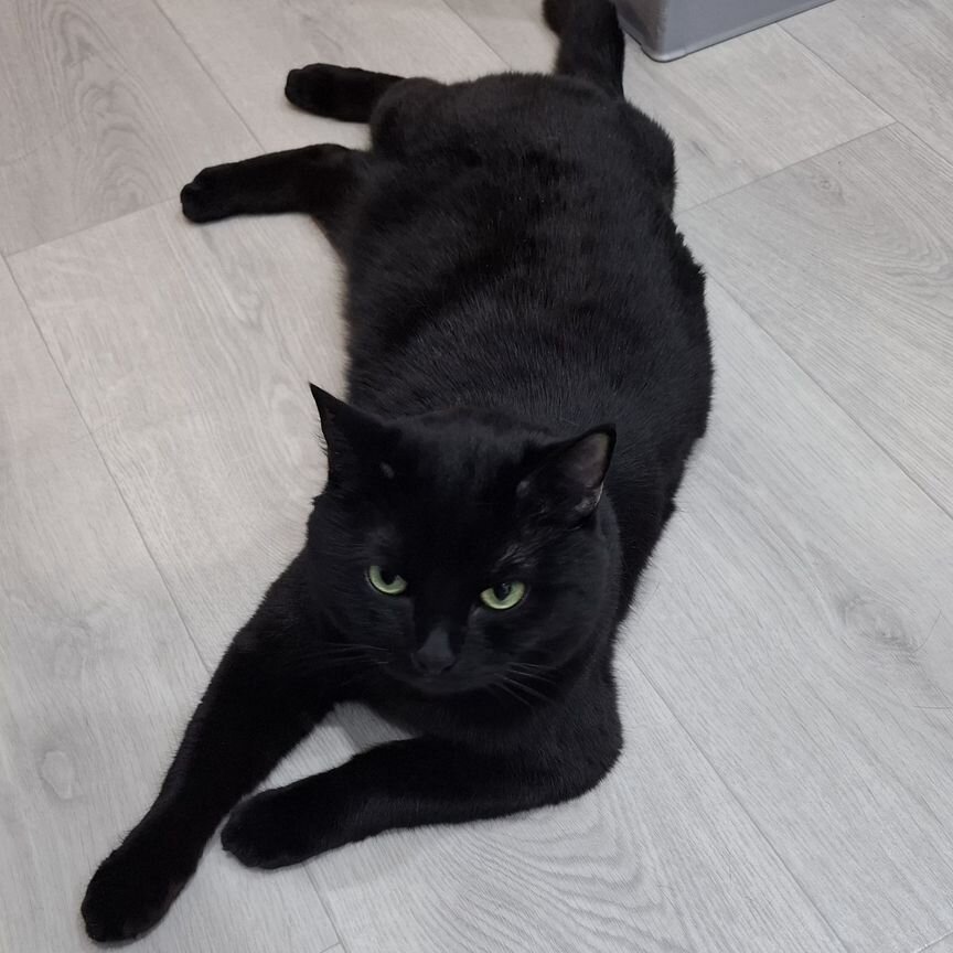 Взрослый кот в добрые руки