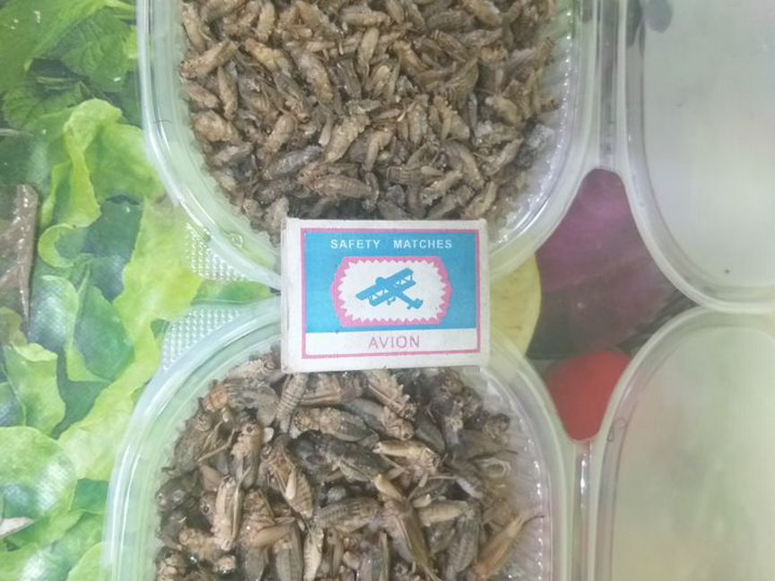 Сверчки (заморозка)