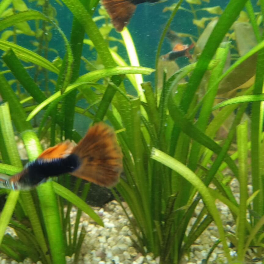 Аквариумные рыбки