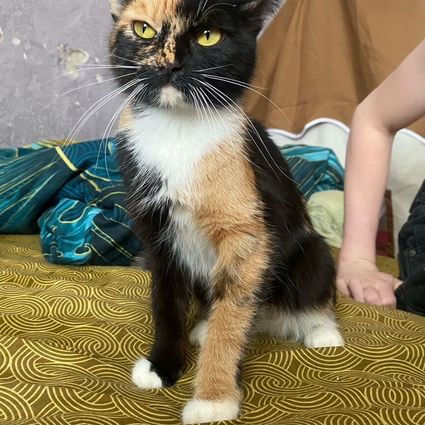 Взрослая, кошка в добрые руки