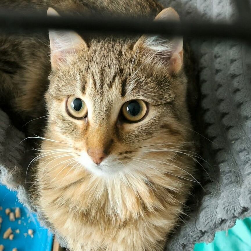 Камышовый окрас котята мальчик и девочка 4мес