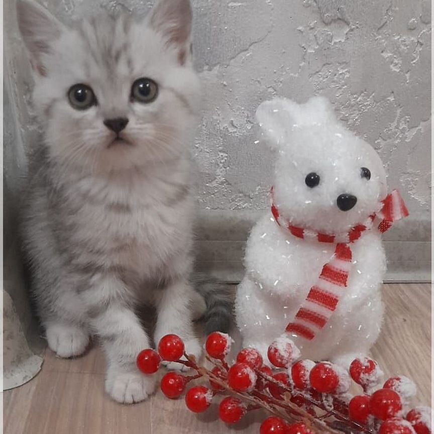 Шотландский вислоухий короткошёрстный кот, вязка