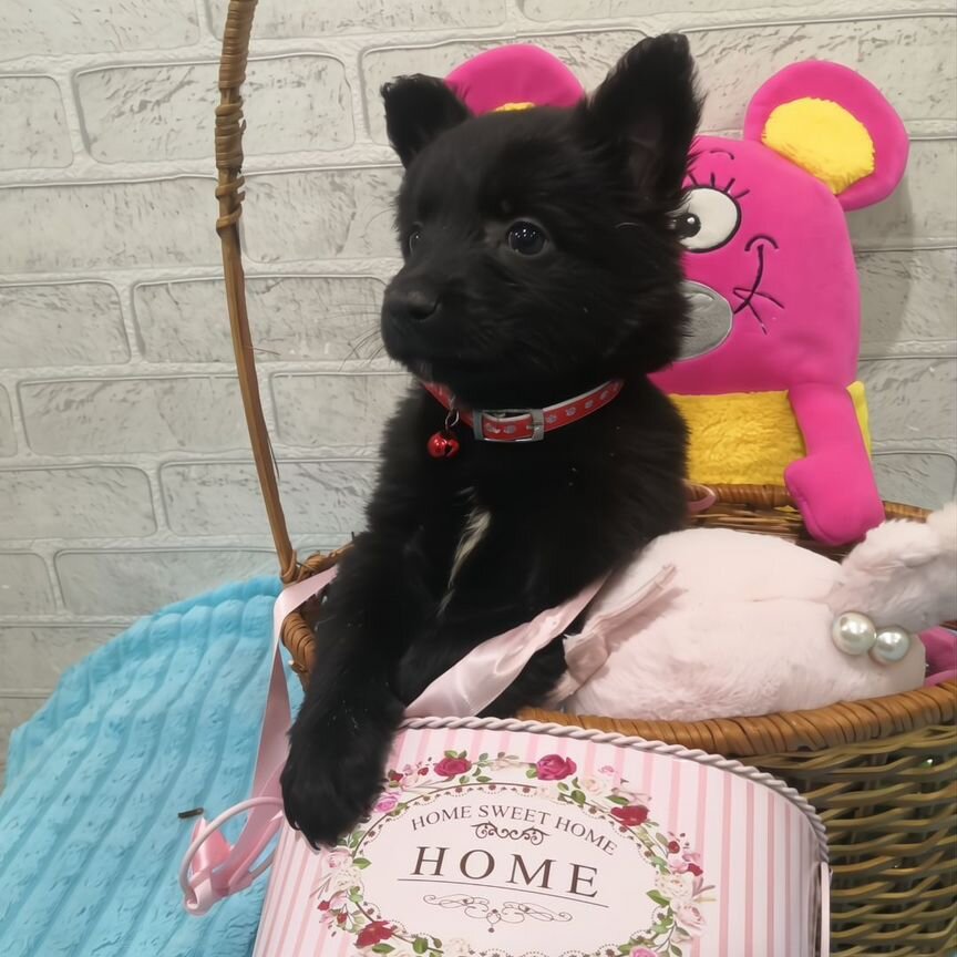 Щенок в добрые руки