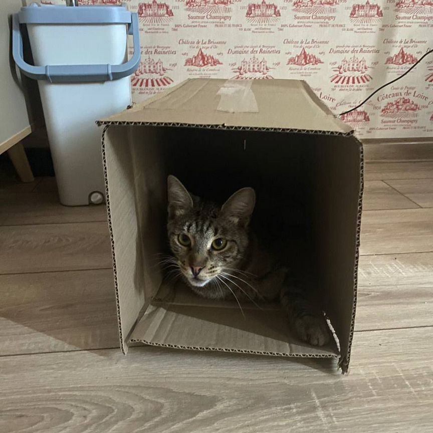 Котенок в дар мальчик меньше года