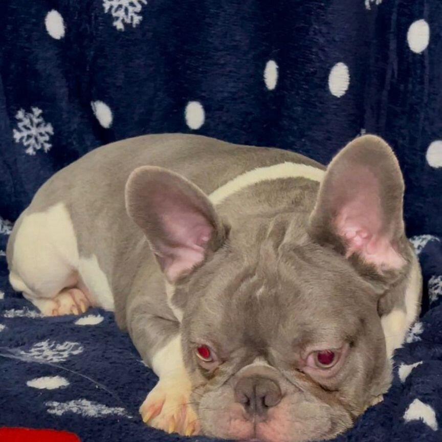 Французский бульдог лилово-белая девочка