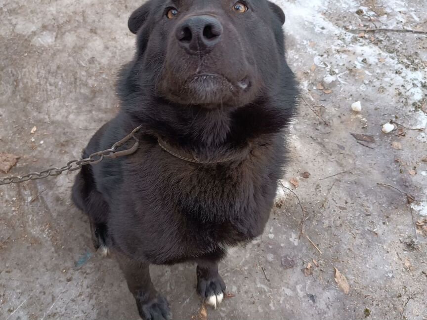 Собака Байкал