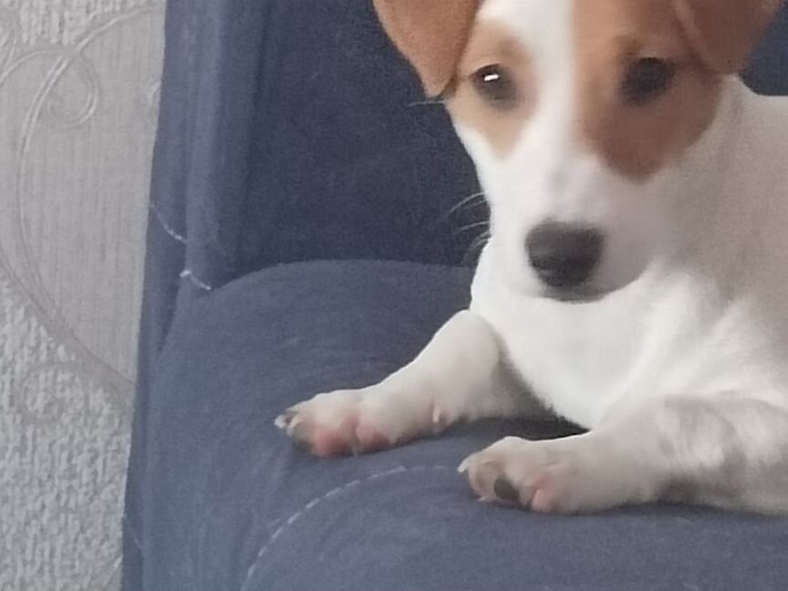 Джек Рассел терьер бесплатно