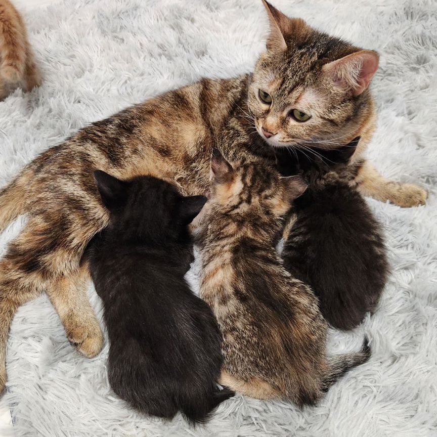 Котёнок в добрые руки