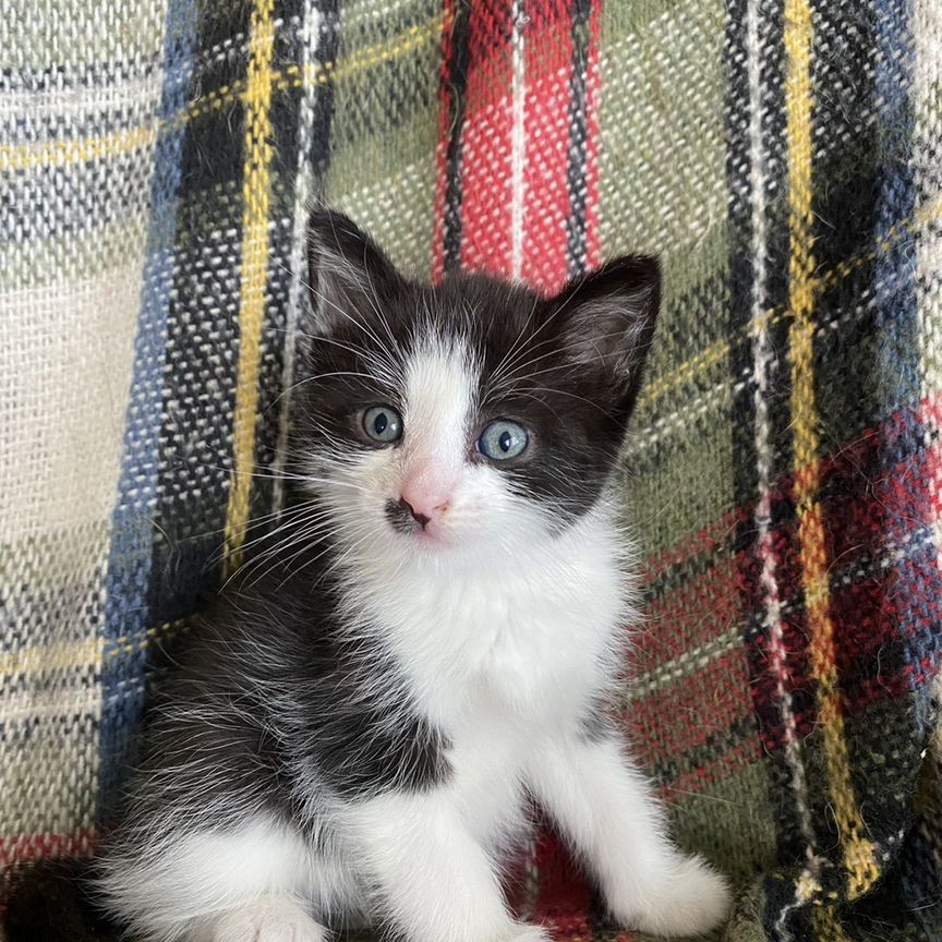 Котенок