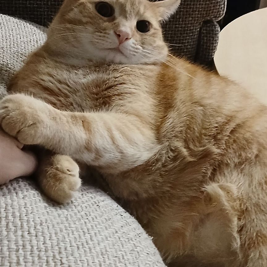 Кота отдам бесплатно