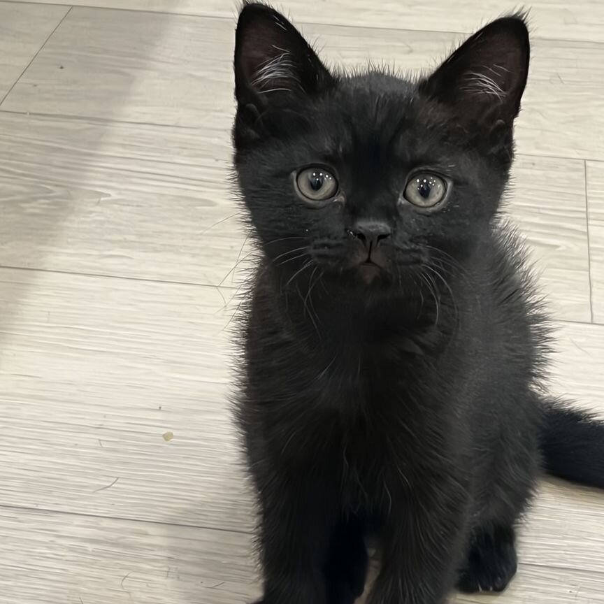 Шотландский вислоухий короткошёрстный котёнок