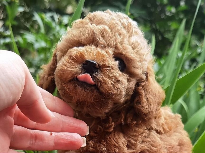 Мальтипу Тедди мишка мальчик