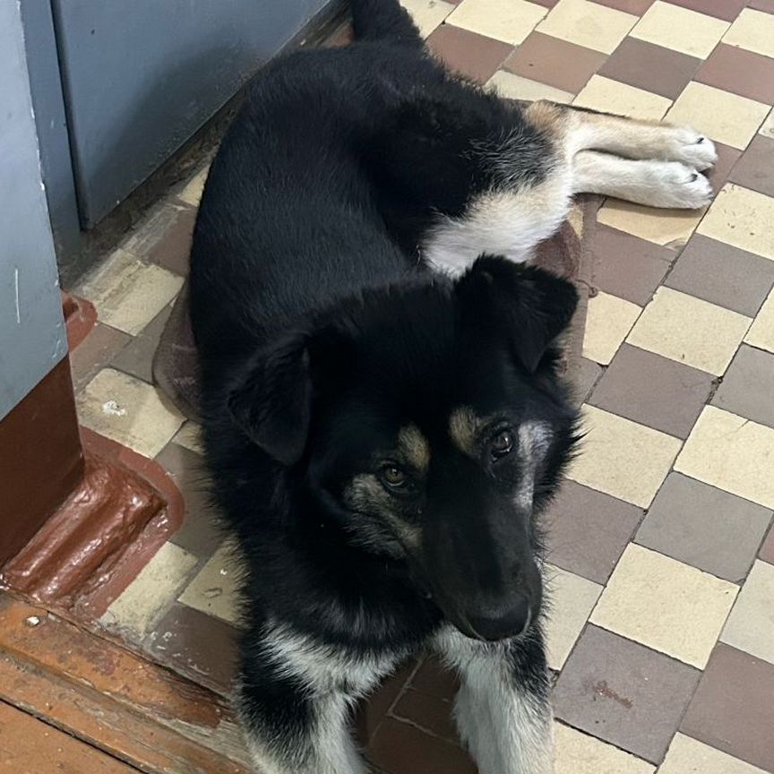 Щенок в добрые руки