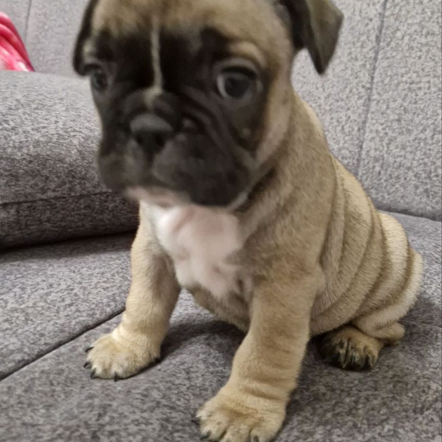 Французский бульдог щенки