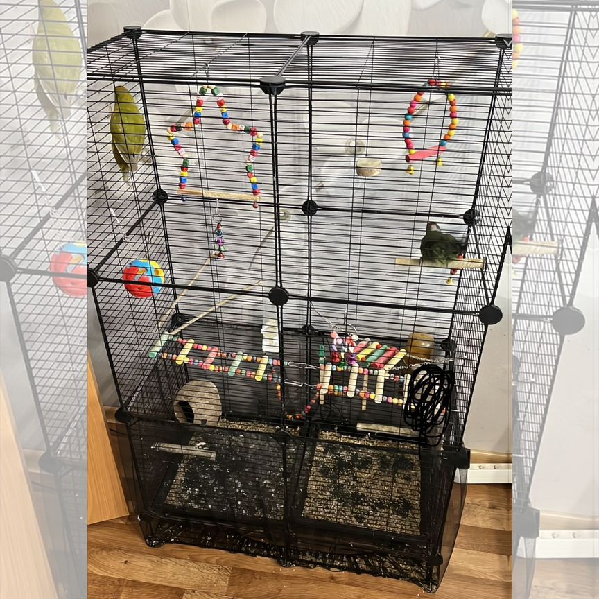 Попугай какарик