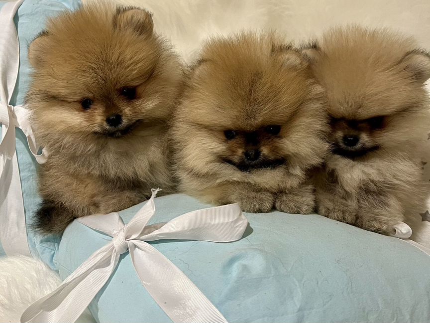 Померанский шпиц мини