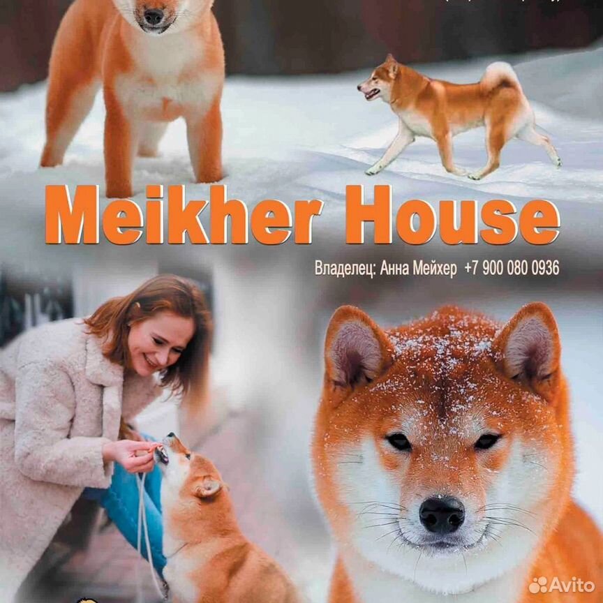 Шиба сиба ину кобель вязка