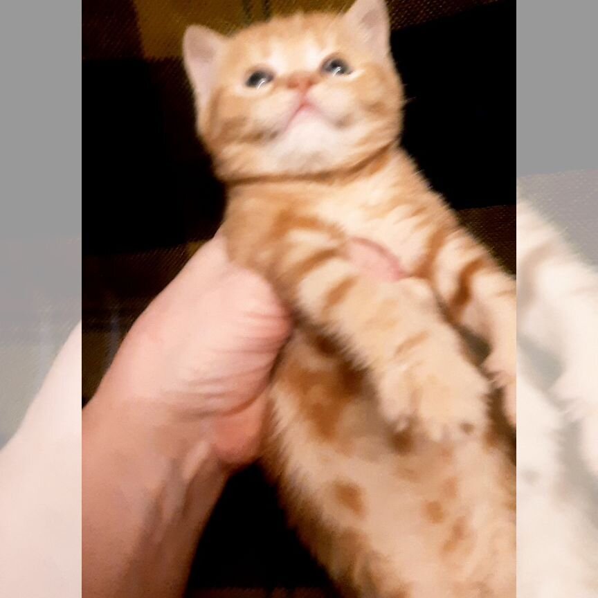 Шотландский прямоухий короткошёрстный котёнок