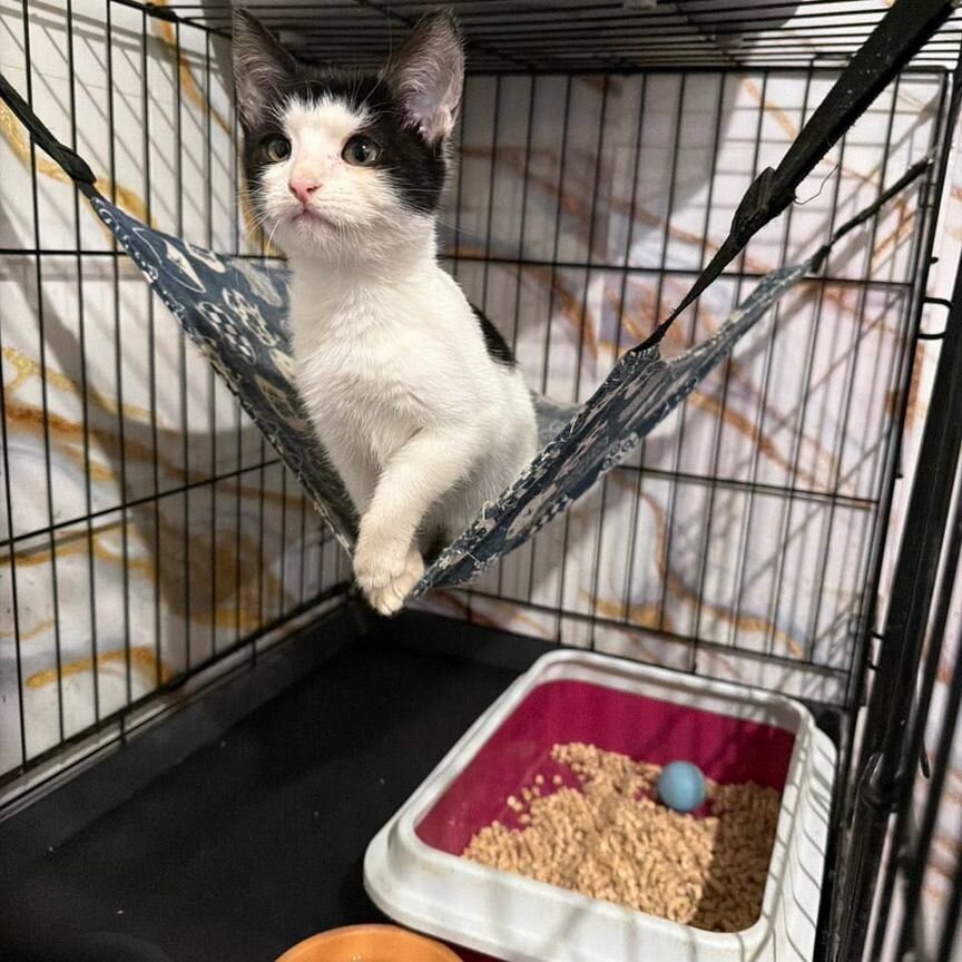 Котёнок в добрые руки