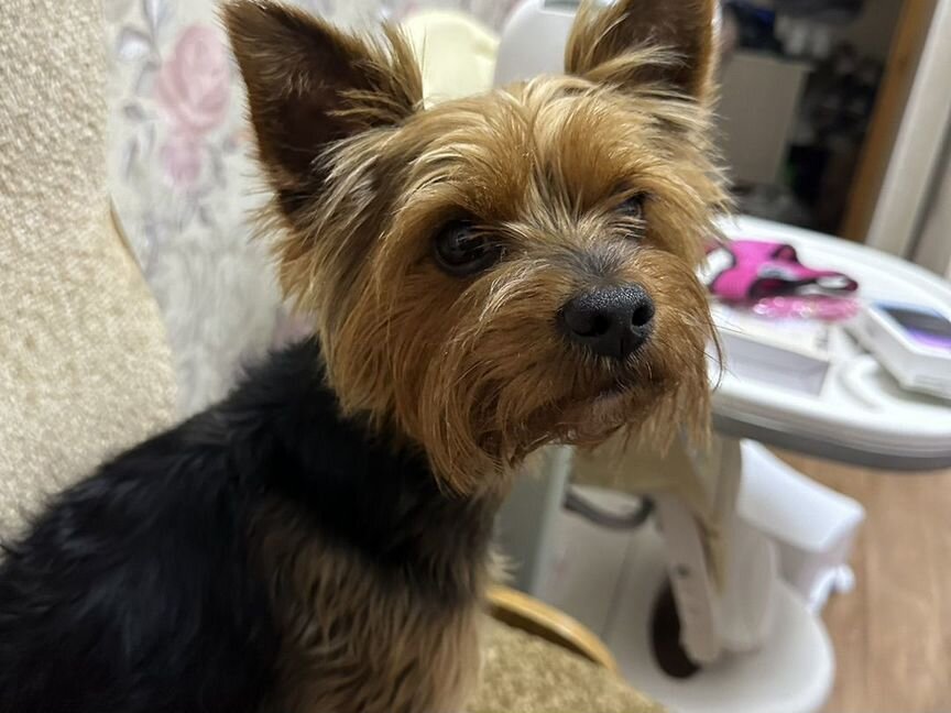 Йоркширский терьер