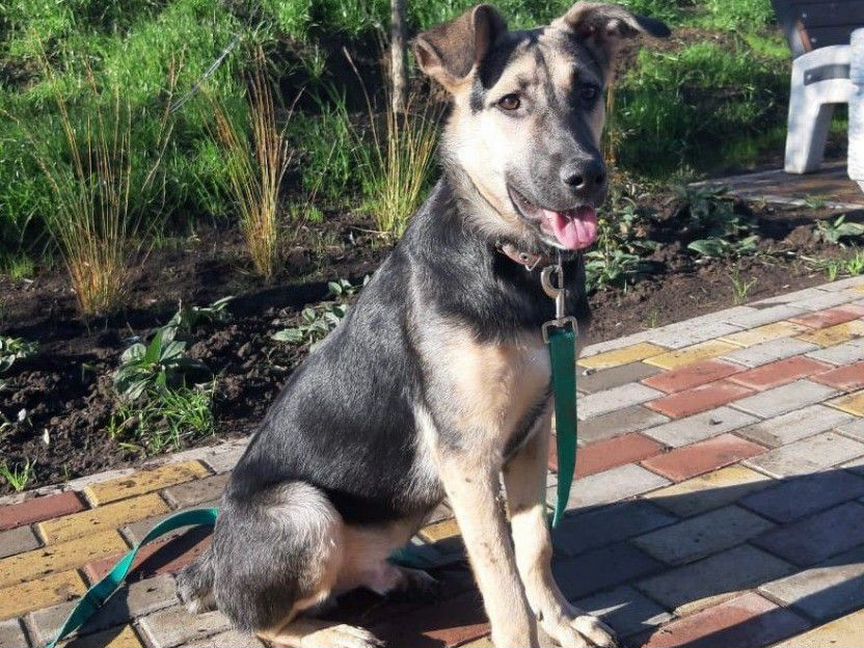 Преданный друг ищет семью